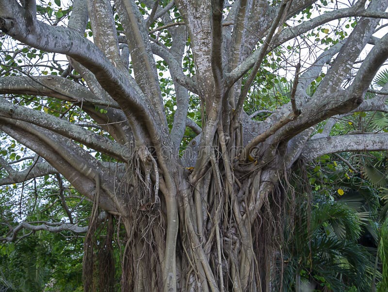Large Root of Bodhi Tree with Leaf on the Ground Stock Photo - Image of ...