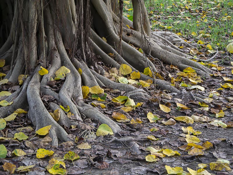 Large Root of Bodhi Tree with Leaf on the Ground Stock Photo - Image of ...