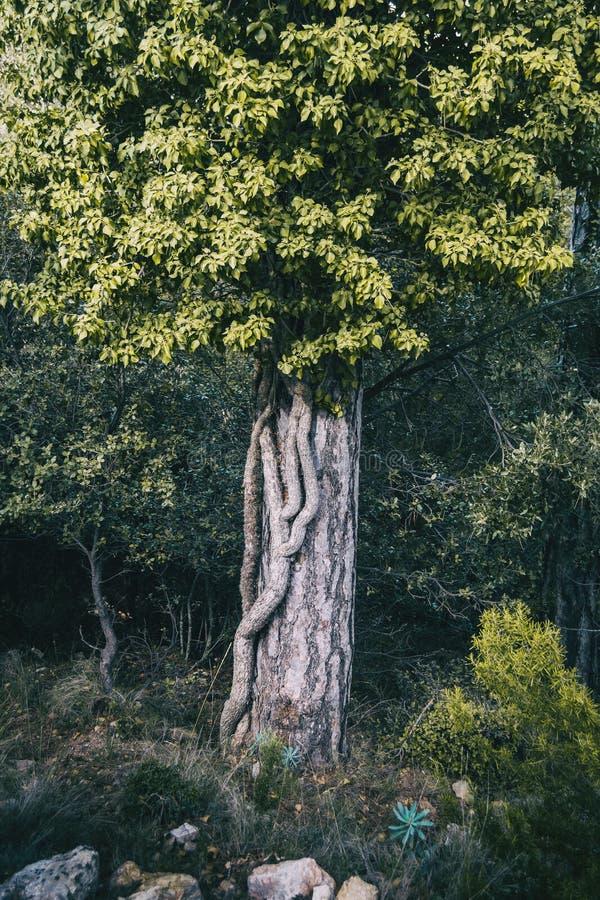Large Root of a Bush Wrapping Around the Trunk of a Mountain Tree Stock ...