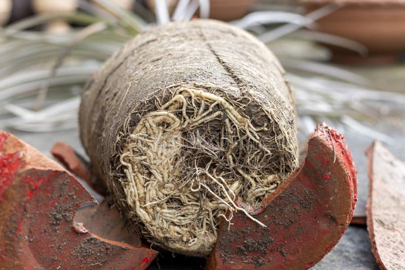 Tangled Roots of Trees in the Forest Stock Image - Image of beauty ...