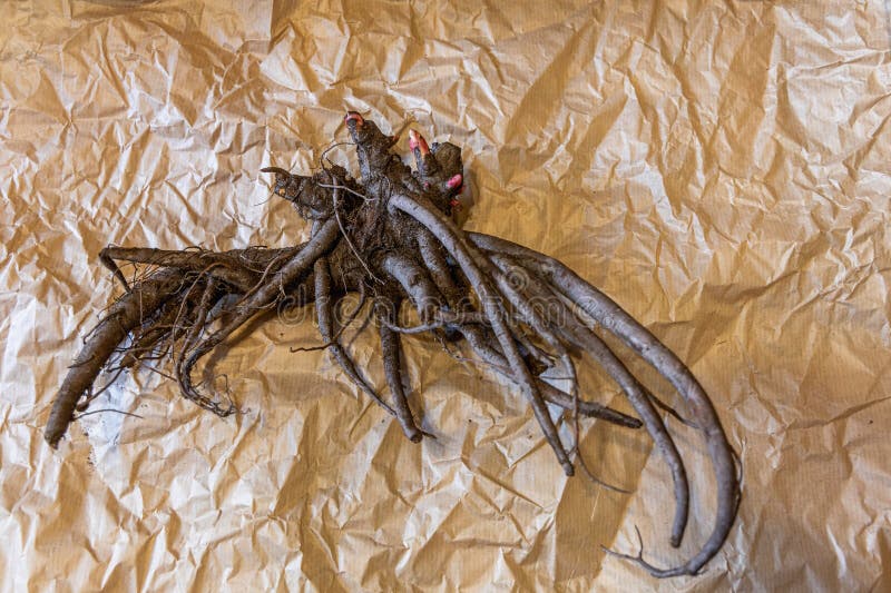 Large Root of Herbaceous Peony with Buds and Roots before Planting ...