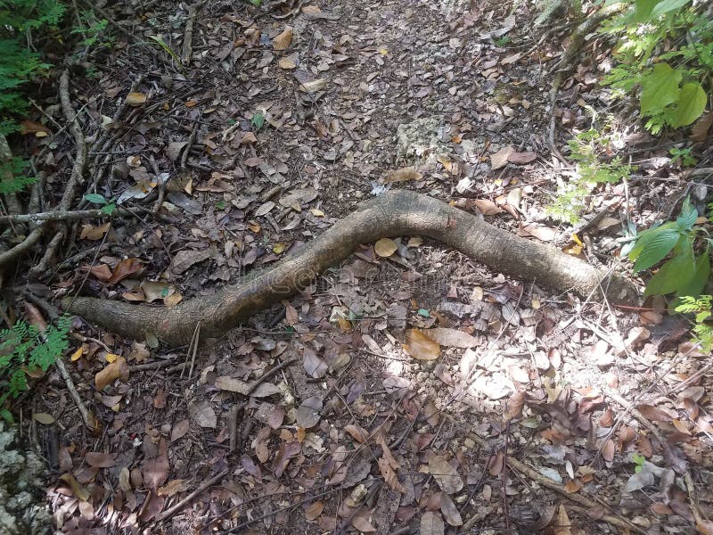 Large Root on Path or Trail with Brown Leaves Stock Photo - Image of ...
