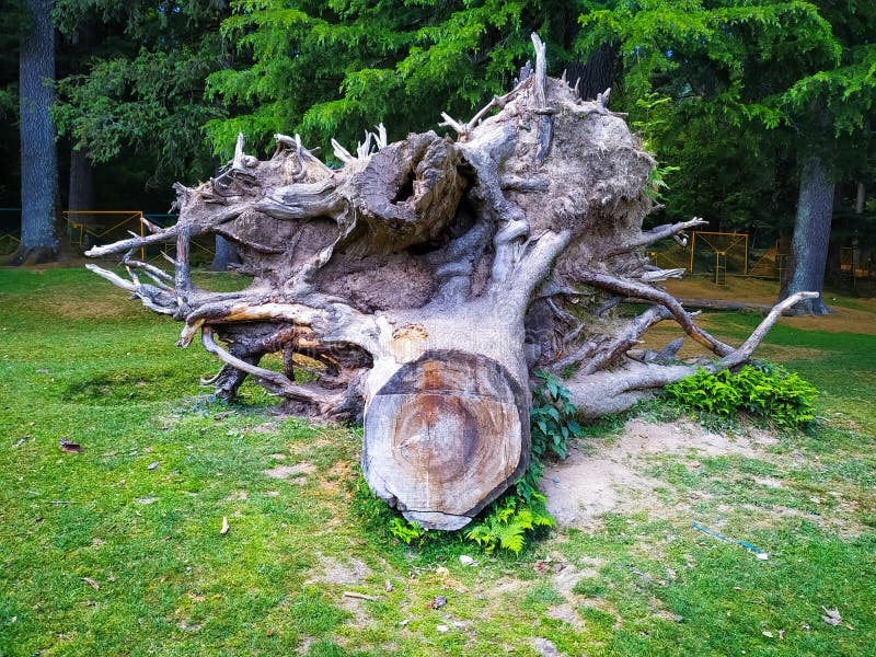 Large Root of a Pine Tree in the Park Which Was Dug Out of the Ground ...