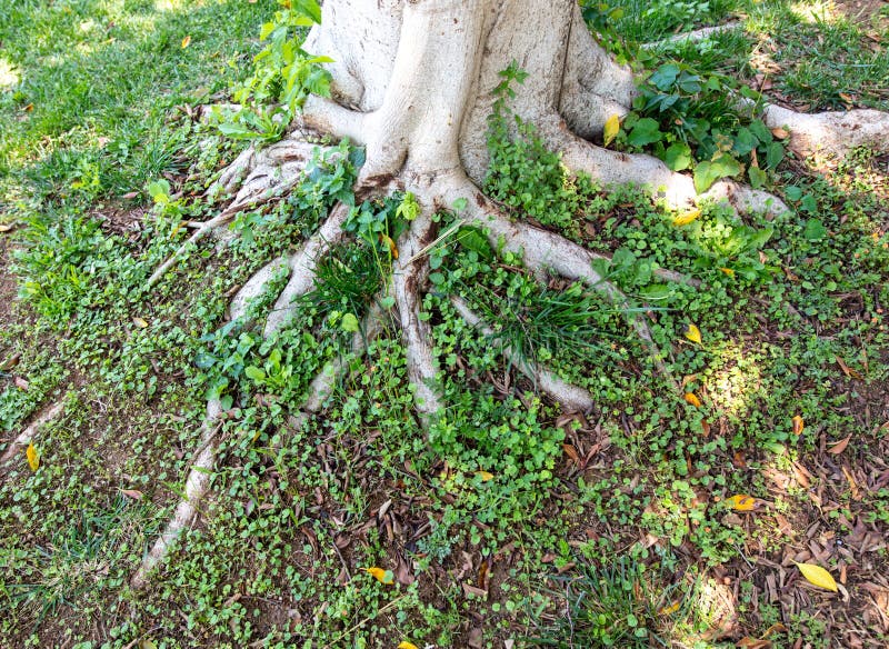 Large Roots on the Ground Near a Tree in Nature Stock Photo - Image of ...