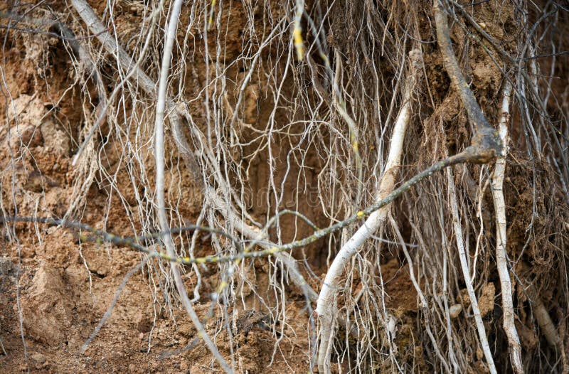 Big Roots Grow on the Ground in the Forest Stock Photo - Image of tree ...
