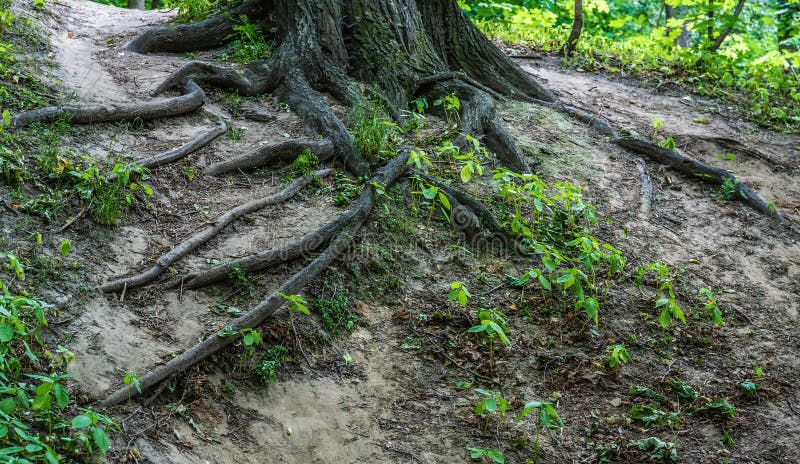 Large roots of an old tree stock image. Image of light - 132497619