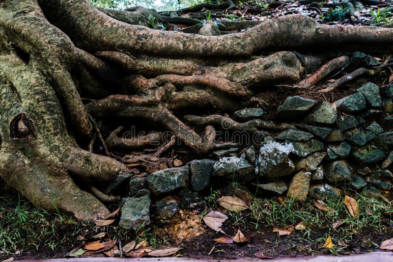 Large Roots on the Soil and Rocks Stock Image - Image of branch, plant ...