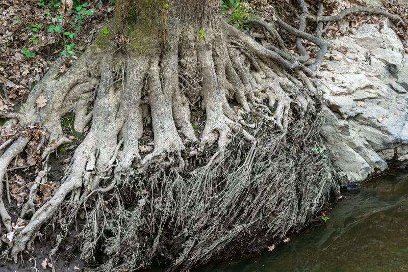 Large Roots Spread Widely on the Ground Stock Photo - Image of pattern ...