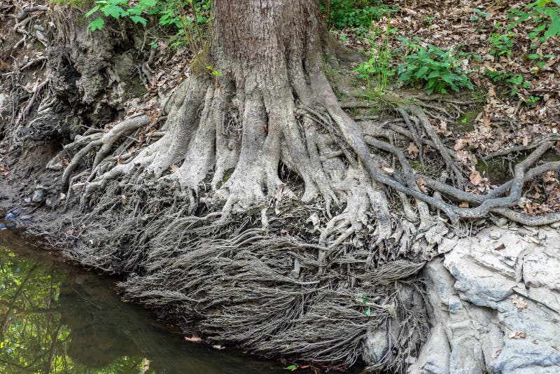 Large Roots Spread Widely on the Ground Stock Photo - Image of floded ...