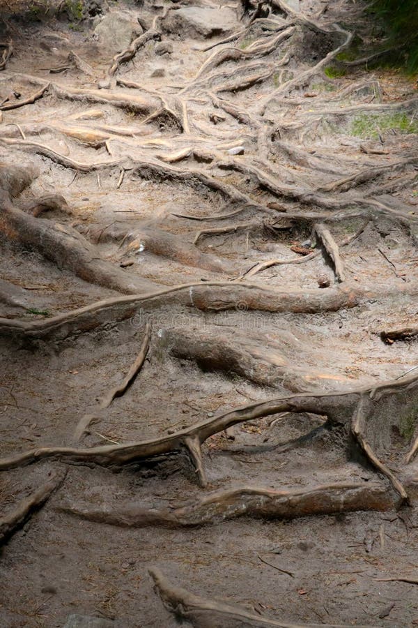 Large Roots Stick Out of the Ground in the Forest. Stock Photo - Image ...
