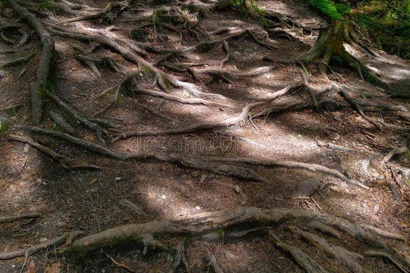 Large Roots Stick Out of the Ground. the Root of a Tree in the Forest ...