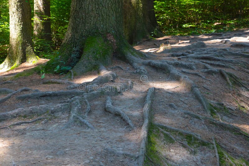The Large Roots of the Tree Protrude from the Ground in the Forest ...