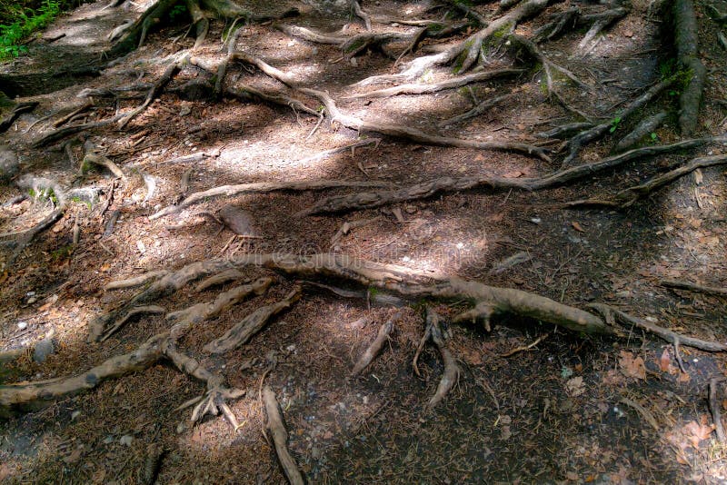 The Large Roots of the Tree Stick Out of the Ground in the Forest ...
