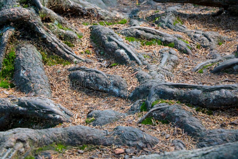 The Large Roots of the Tree Stick Out of the Ground in the Forest ...
