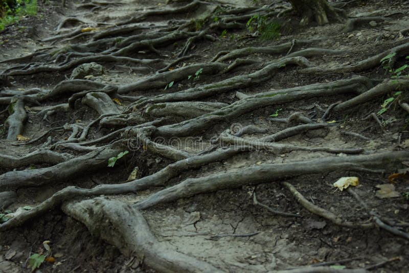 The Large Roots of the Trees Intertwined and Form an Unusual Pattern on ...