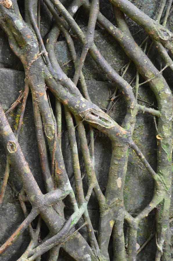 Large Roots Growing Up a Stone Wall. Stock Photo - Image of tree ...
