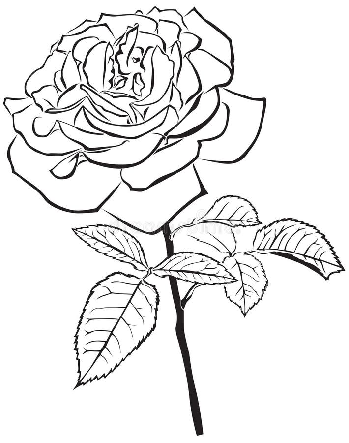 A large rose stock vector. Illustration of contour, graphics - 22495516