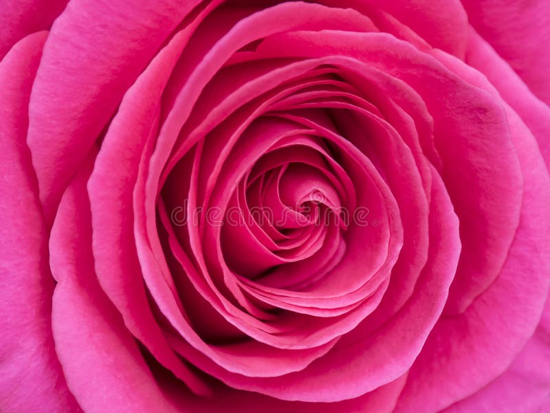 Large rose stock photo. Image of flower, pattern, pink - 96538900