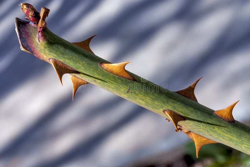 Thorny rose stem close-up stock image. Image of yellow - 30004669