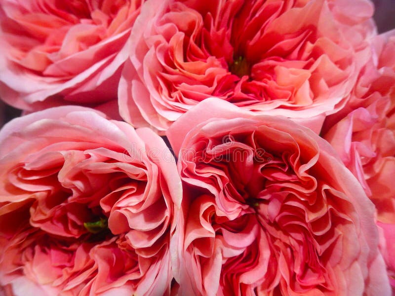 Large Rose Flowers of the Latest Selection with a Unique Corrugated ...
