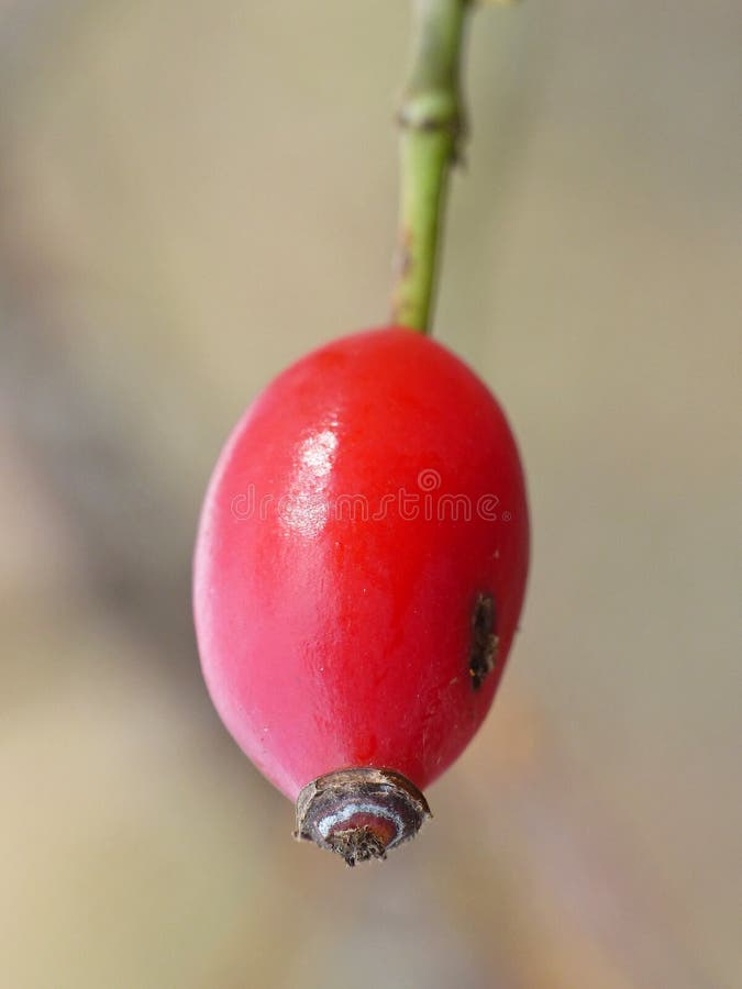 Large Rose Hips Berry 2 stock photo. Image of closeup - 165488222