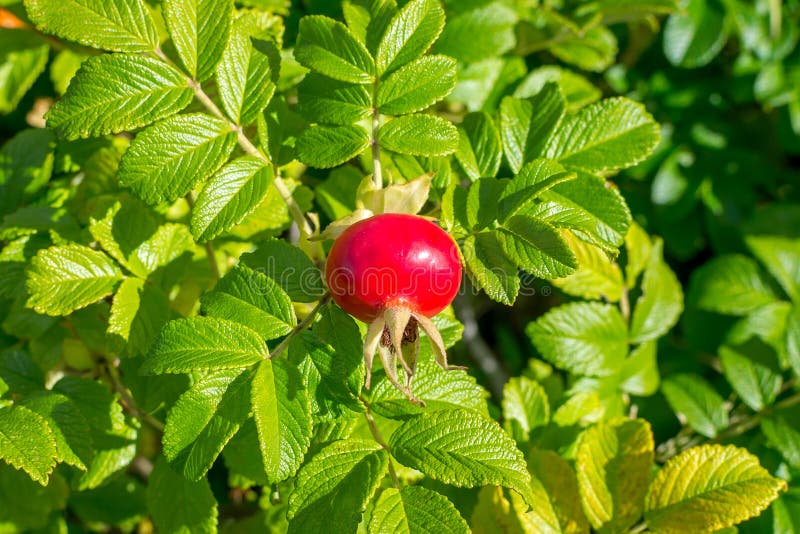 Large Rose Hips Close-up on a Bush. Stock Image - Image of large ...