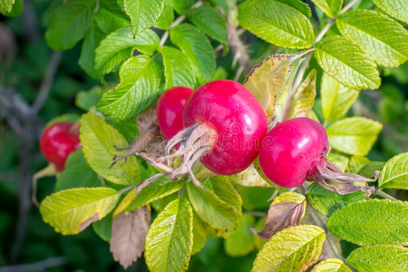 Large Rose Hips Close-up on a Bush. Stock Image - Image of leaf, garden ...