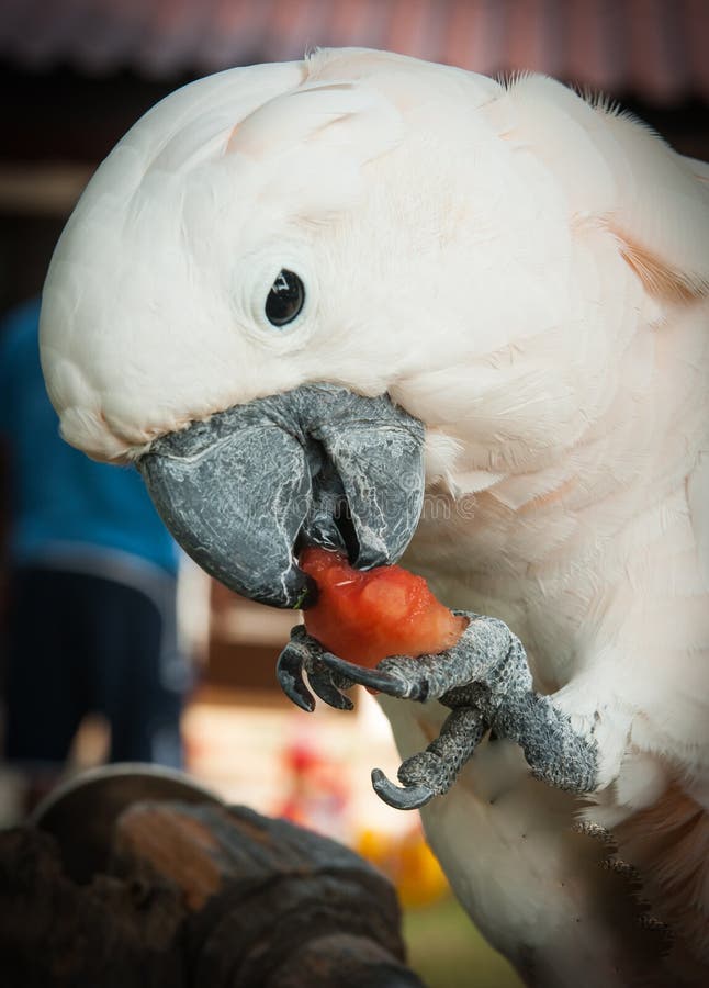 Large Rose Parrot Eating a Slice of Watermelon, Koh Samui, Thailand ...