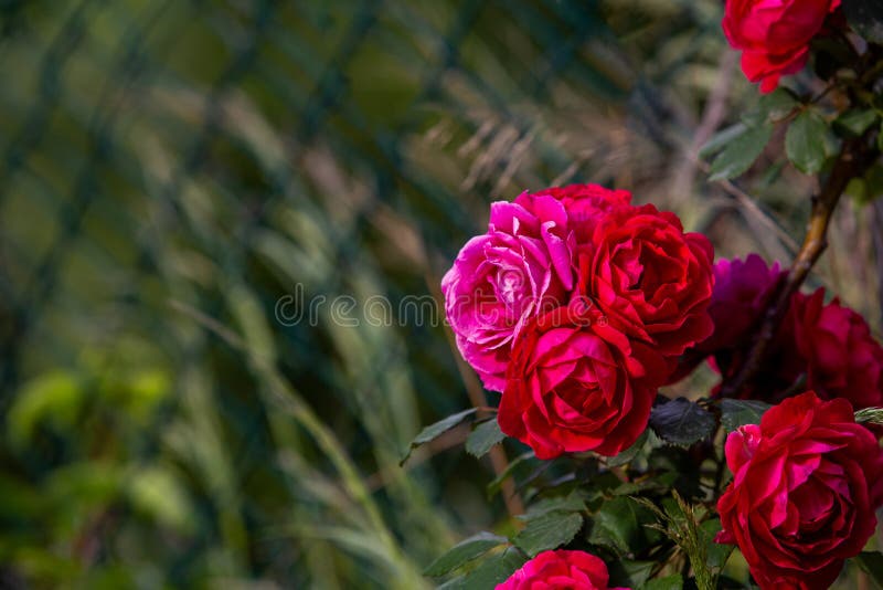 A Large Rose with Red Leaves Stock Image - Image of leaf, botany: 247145829