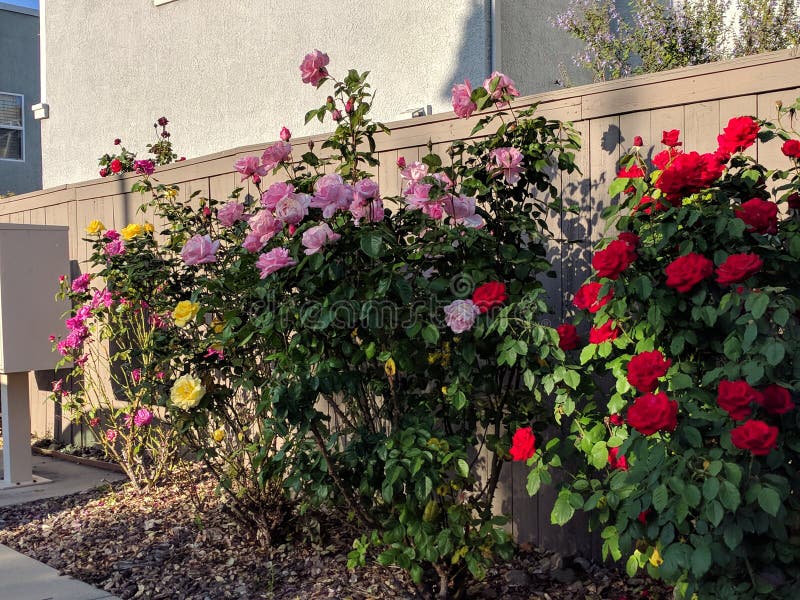Large Roses with Different Colours Stock Photo - Image of petal ...