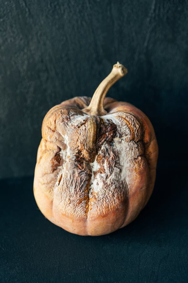 Old Moldy Pumpkin. Remembering Halloween Celebration. Rot on the ...