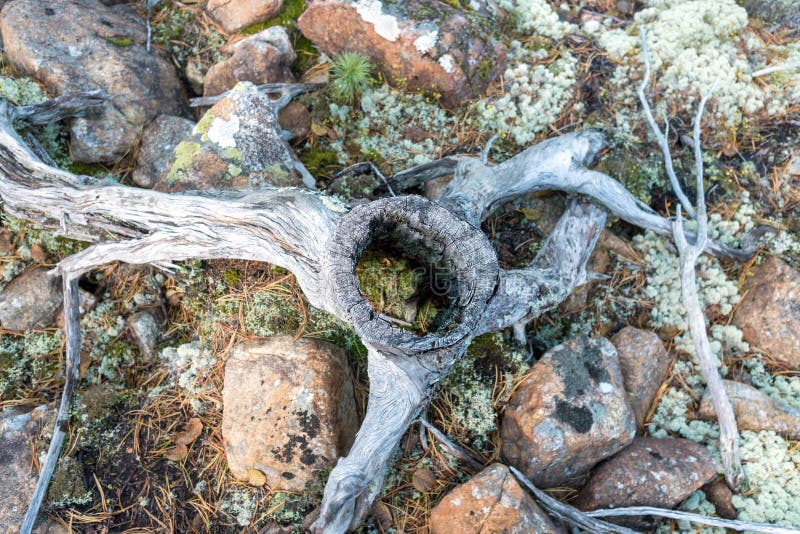 Large Rotten Tree Stump, Empty Inside, with Large Roots Stock Image ...