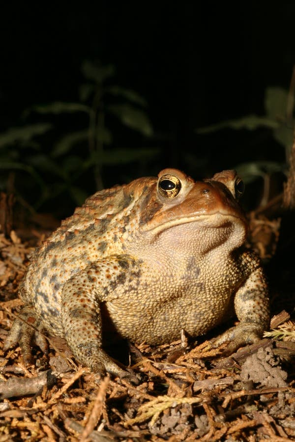 A Large American Toad (Anaxyrus Americanus) Stock Photo - Image of ...