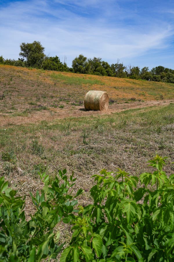 Round Bale of Hay on the Embankment of Tisa River in a Beautiful Summer ...
