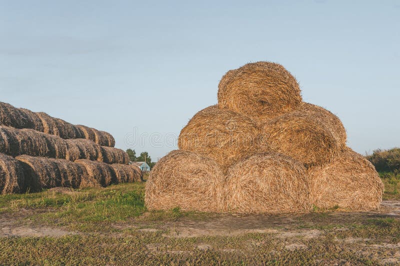 Large Round Bales of Straw in the Field after. Harvest Time Stock Photo ...