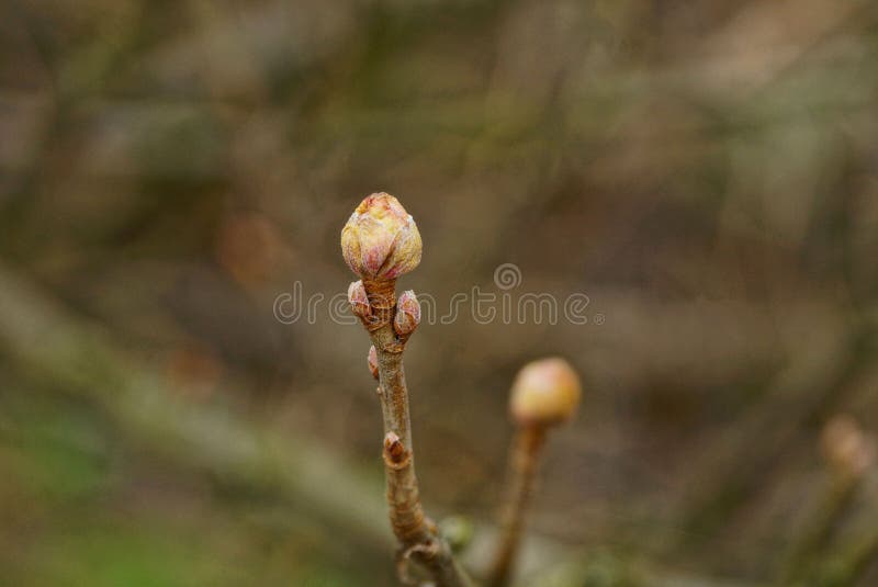 Round Bud on a Thin Brown Branch in the Garden Stock Photo - Image of ...