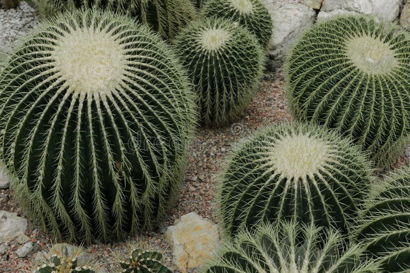 Large Round Cacti in the Greenhouse - Image Stock Photo - Image of ...