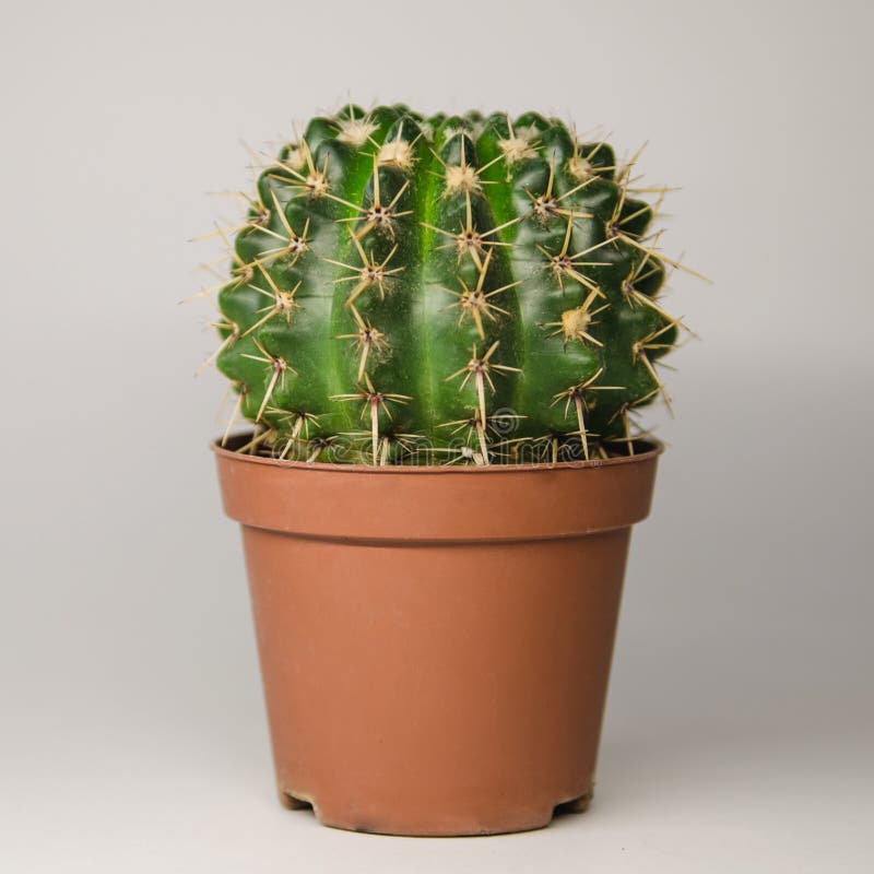 Large Round Cactus in a Pot on a Gray Background Stock Photo - Image of ...