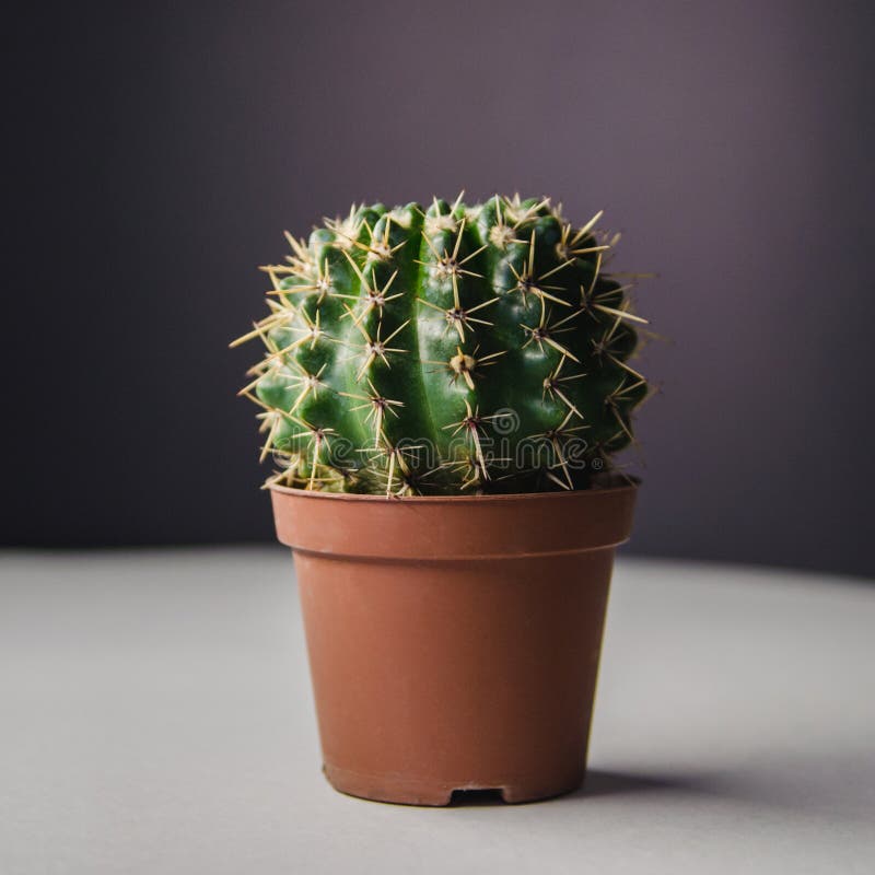 Large Round Cactus in a Pot on a Gray Background Stock Photo - Image of ...