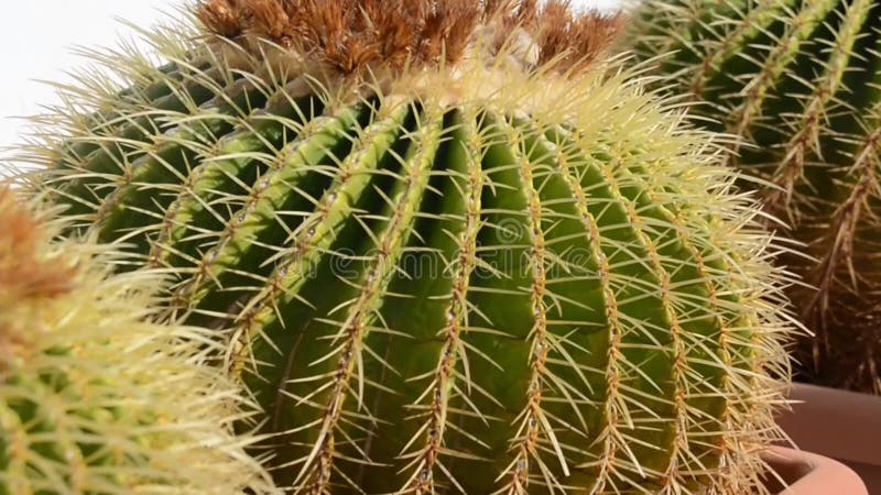 Large Round Cactus in the Sunlight Stock Footage - Video of summer ...
