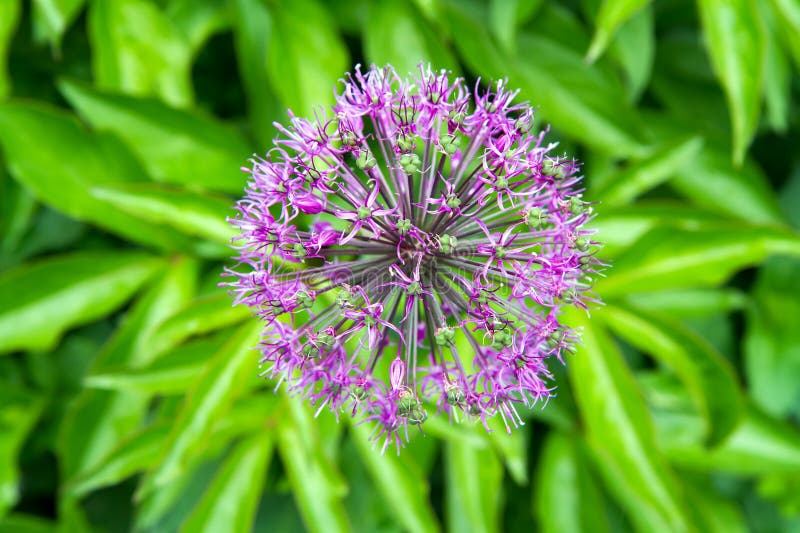 A Large Round Flower of Ornamental Onions. Stock Photo - Image of ...