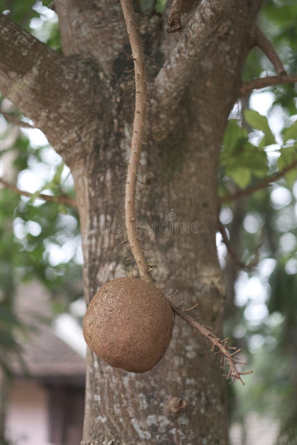 Large Round Fruit on a Long Branch Stock Image - Image of round, fruit ...