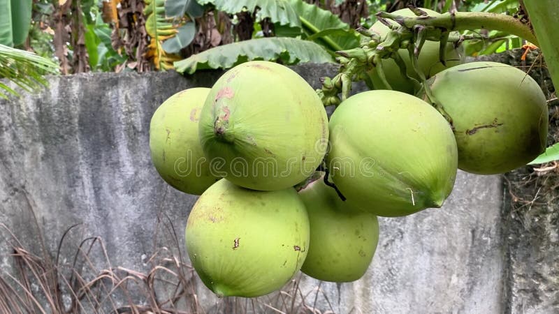 Large Round Green Philippine Coconuts on a Coconut Tree Stock Footage ...