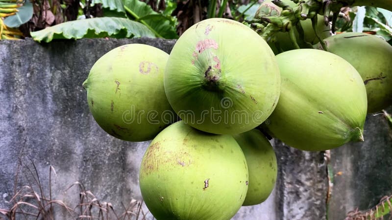 Large Round Green Philippine Coconuts on a Coconut Tree Close-up Stock ...