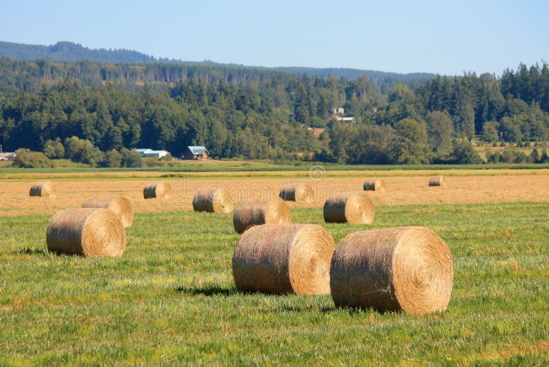 Large Round Hay Bales in Rural Washington State Stock Image - Image of ...