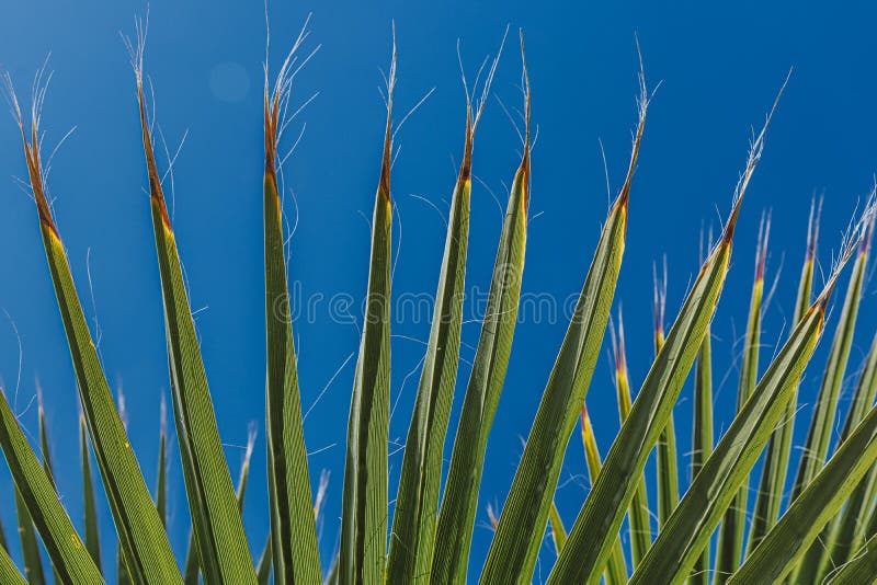 Large Round Palm Green Leaf, Sunny Day Stock Photo - Image of leaves ...