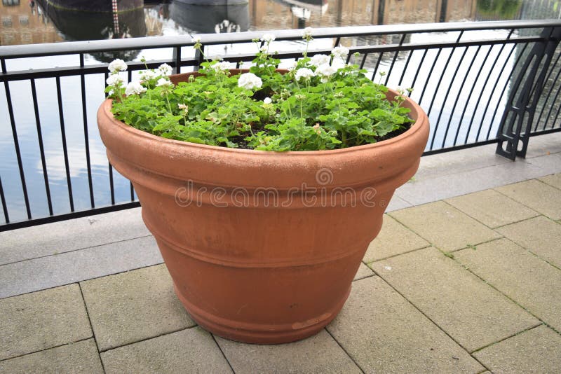 Large Round Plant Pot with Green Shrubs Growing Stock Image - Image of ...
