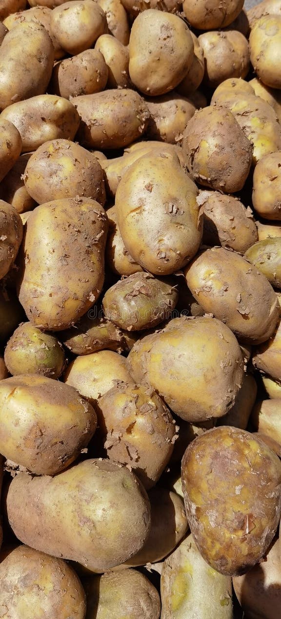 Large Round Potatoes in a Pile Stock Photo - Image of fresh, isolated ...