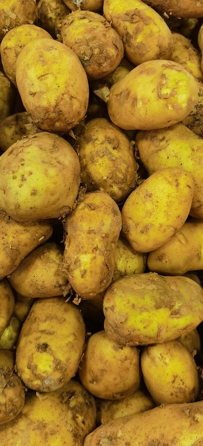 Large Round Potatoes in a Pile Stock Photo - Image of fruit, potato ...