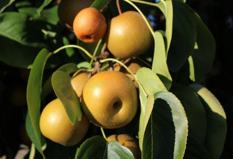 Ripened Pears on a Tree in Fall Stock Image - Image of agriculture ...